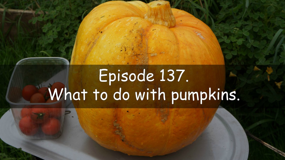 Episode 137. What to do with pumpkins - The Veg Grower Podcast